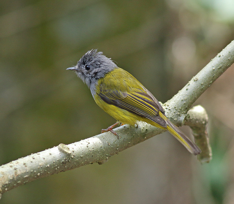 Greater Kent Birder: Bird watching in Sri lanka 2016. Nuwara Eliya (part 2)