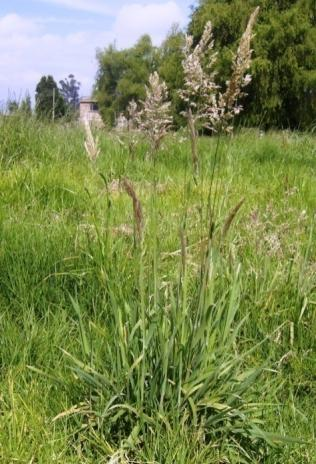 Agrostologia y Zootecnia