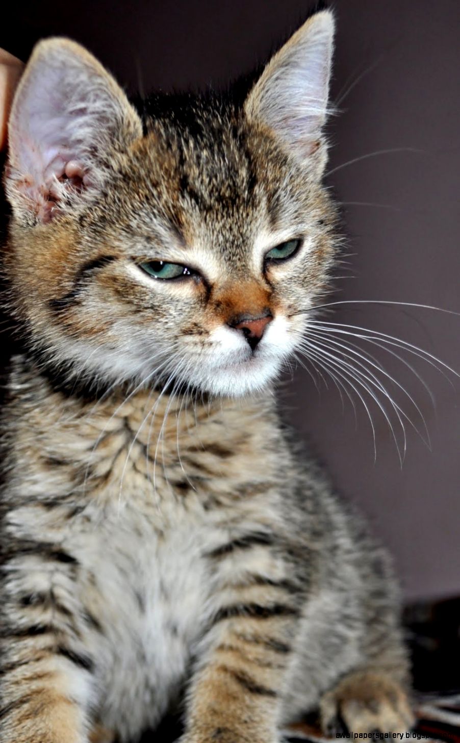 Cute Baby Wild Cats | Wallpapers Gallery