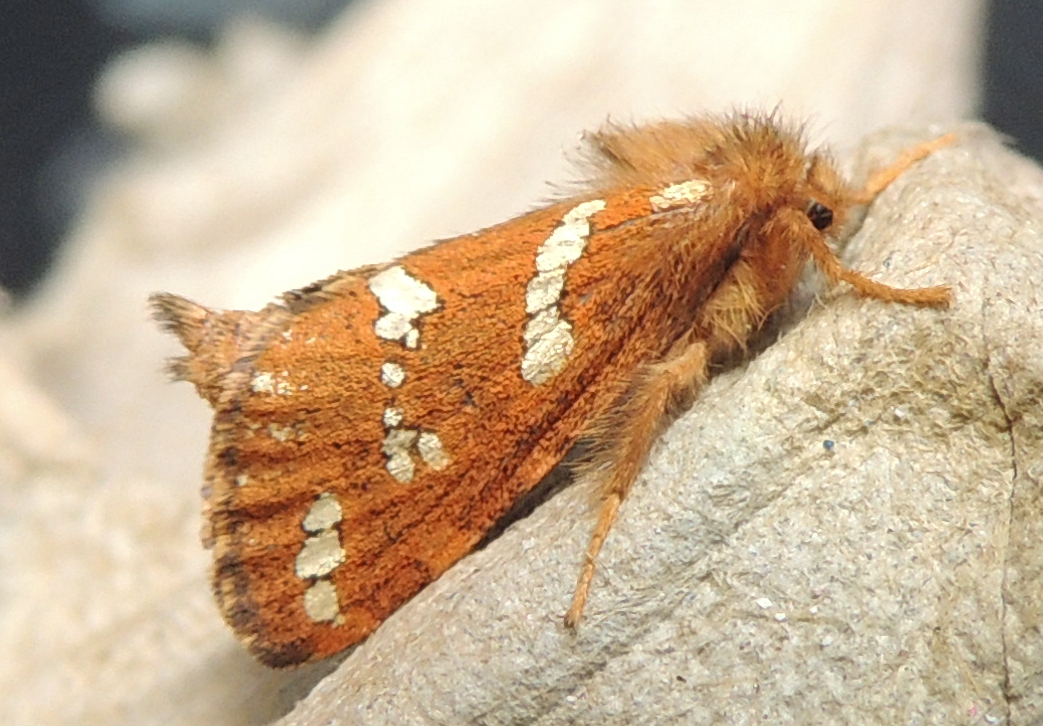 Ceredigion Moths: Small Seraphim & Gold Swift