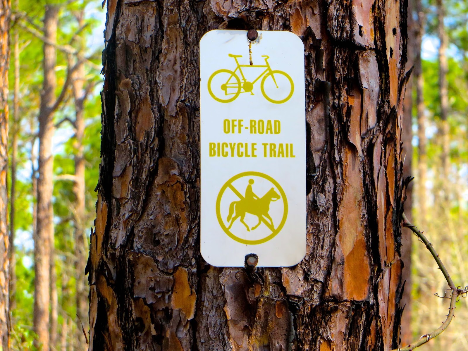 Chuck's Adventures: Biking Florida's Croom Mountain Biking Trails