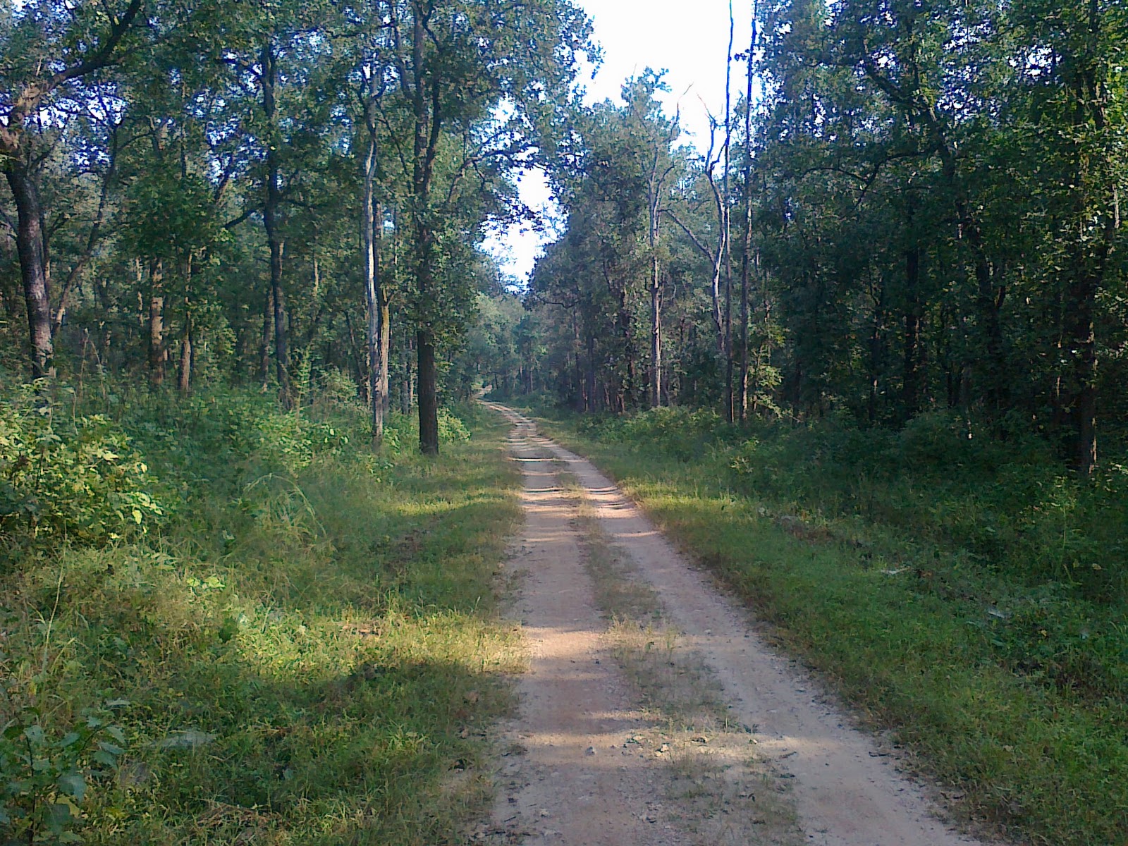 Vision of Life; by Sanjay: Tiger, Tourists & Forest!