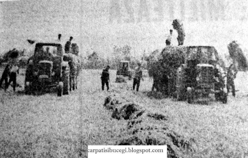 carpatisisrd: BUCEGI SR 116- BASCULE