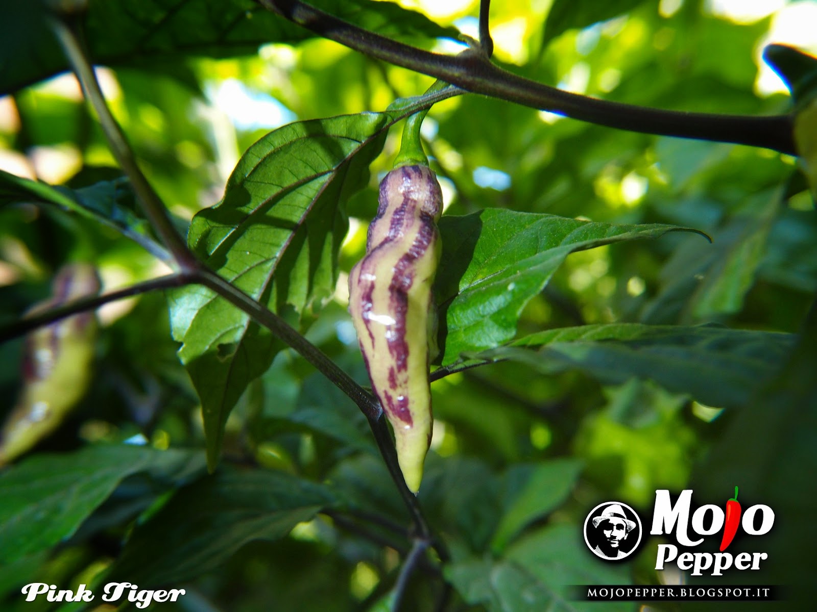 The Mojo Pepper - Just a Chili Pepper grower: Pink Tiger, BBG7 MAMP ...