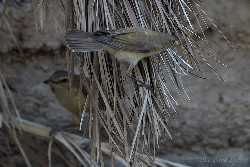 Kuwait Birding: Raptors in the west