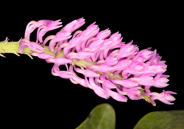 Grow and care Dendrobium secundum orchid - Toothbrush orchid | Travaldo ...