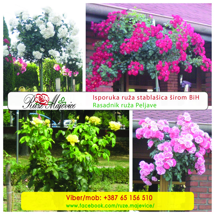 Ruže Majevice - Rasadnik ruža, Peljave. Sadnice ruža, stablašice, ruže ...