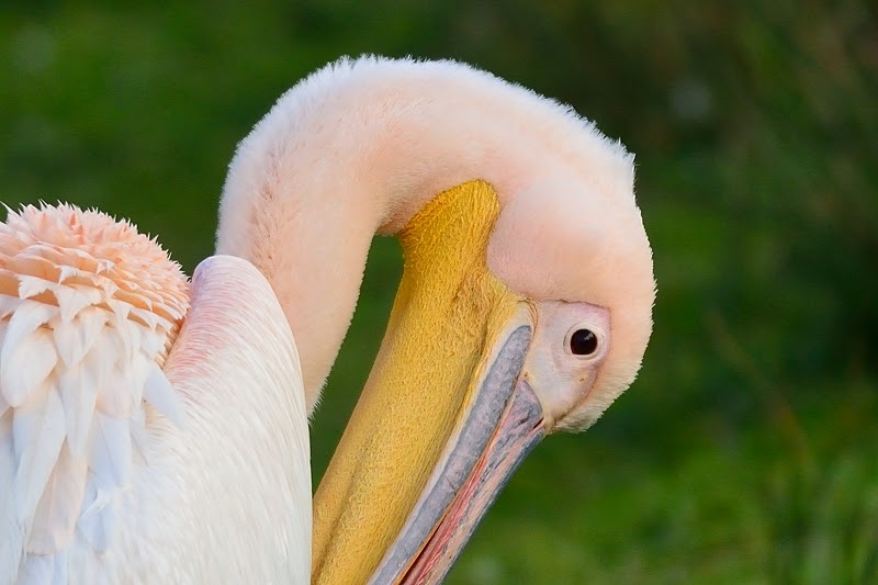 Outdoor Photography: Roze Pelikaan bij Callantsoog