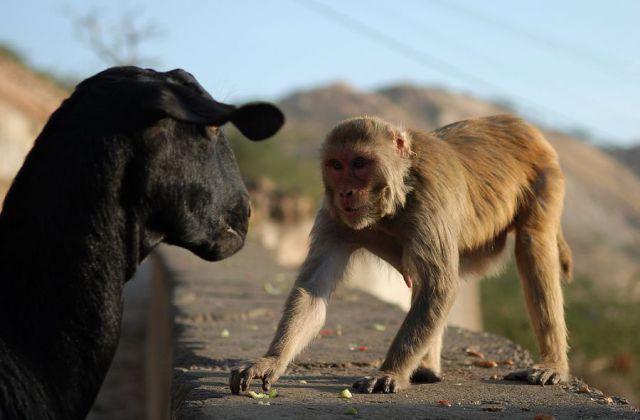 Awkward Friendships: Black goat and monkey