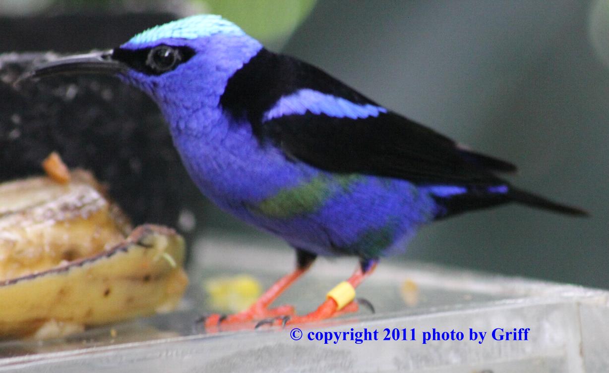 Griff's Bird Photos: Honey Creeper (Red-legged)