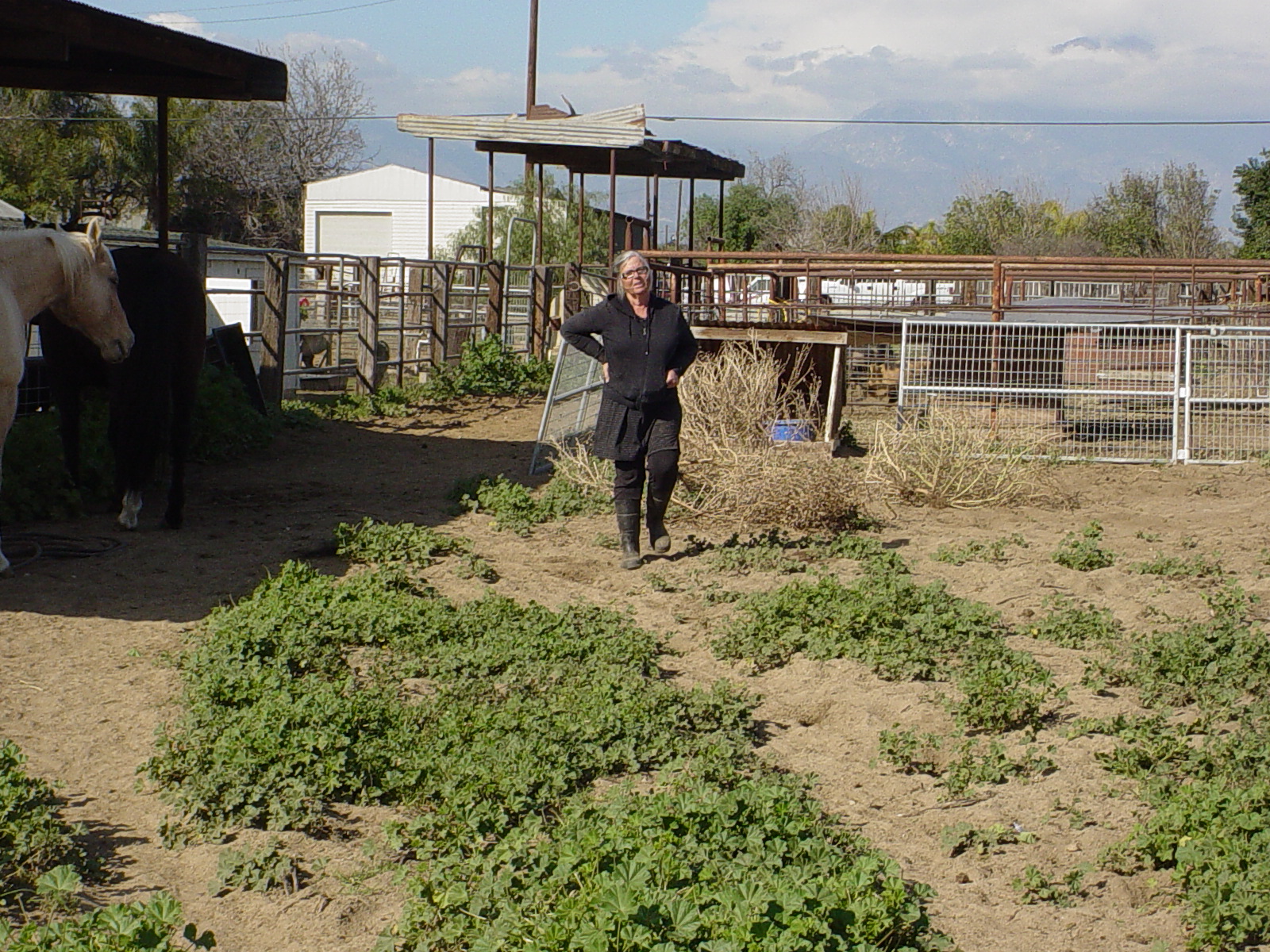 Feb. 14th 2012 - Pasture Rotation System For Heritage Cattle