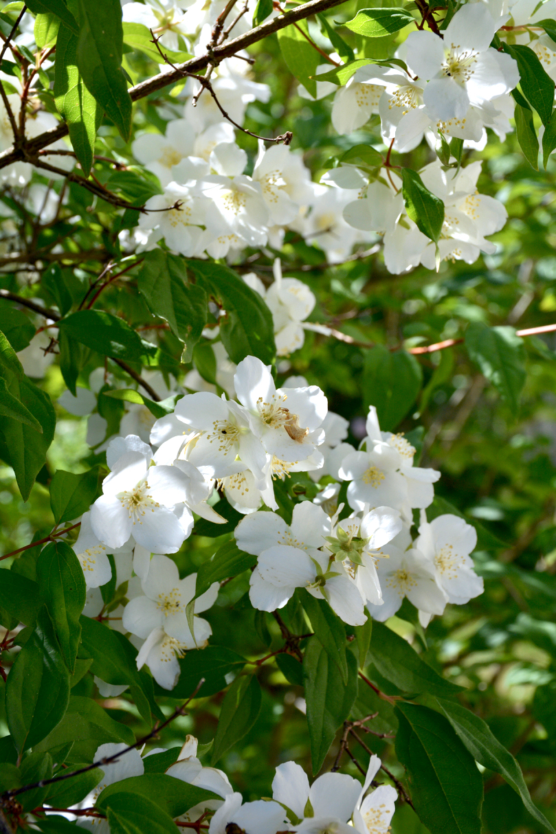 Suloiset jasmikkeet | Kanelia ja kardemummaa