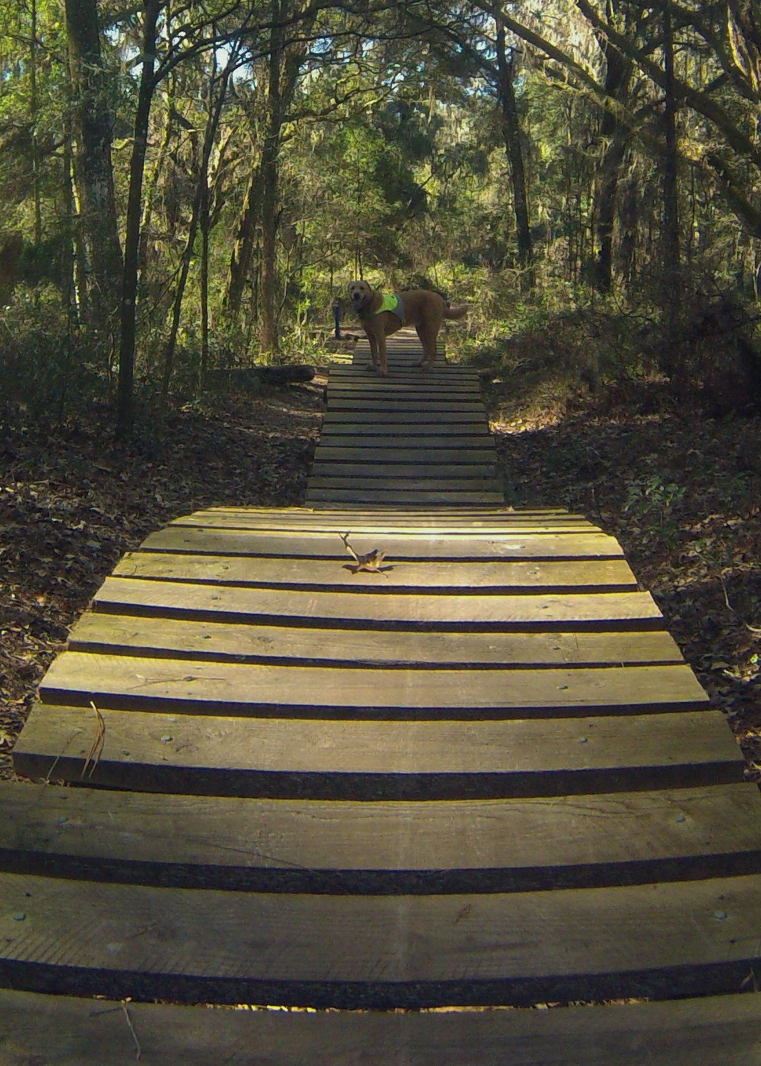 Nankman Adventures in Cycling: Santos Trails, Ocala, Florida