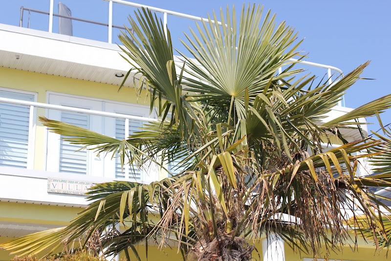 Parallel 49 Palms and Exotics: Beach Day, White Rock BC