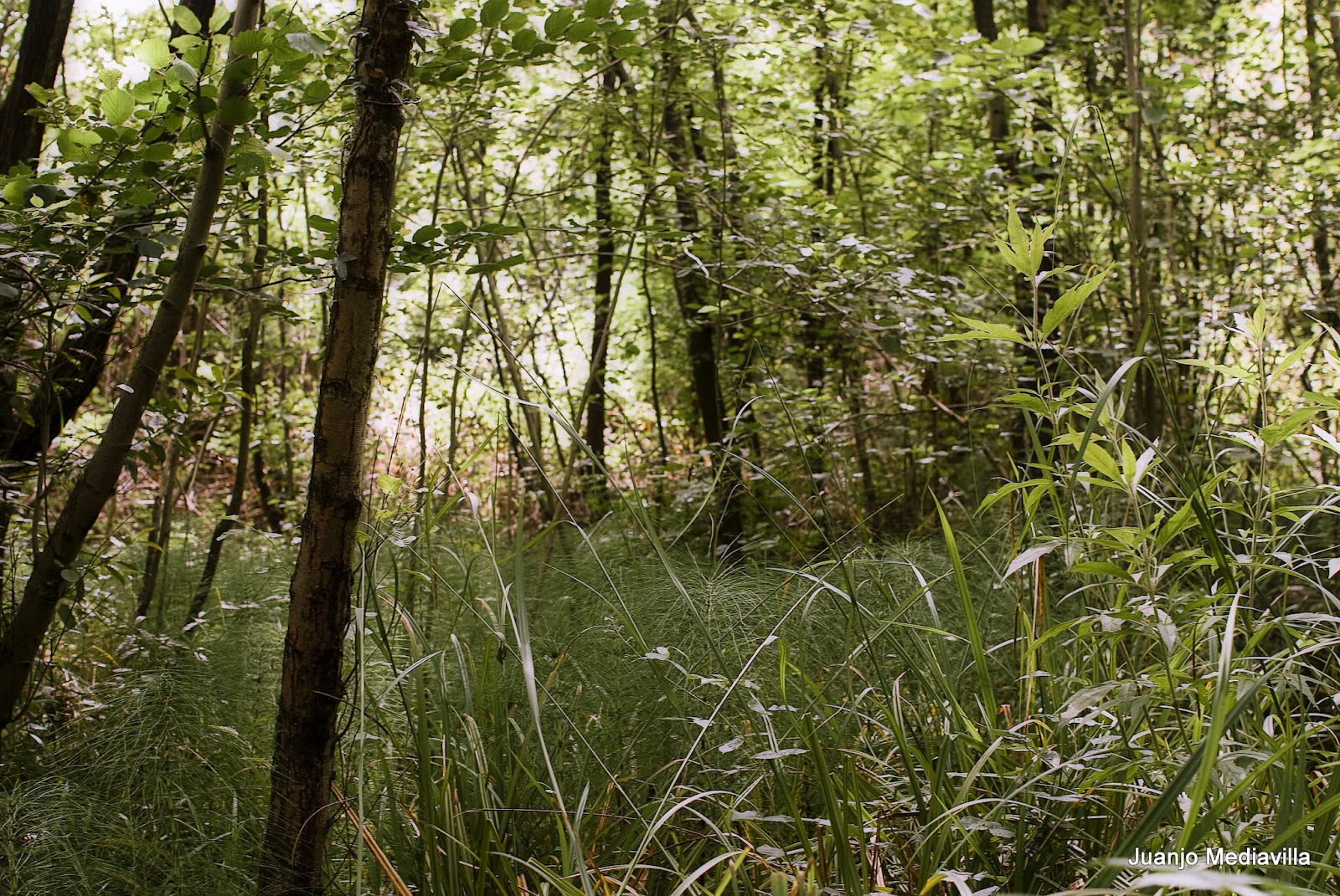 Foto Galería Juanjo Mediavilla: Bosque