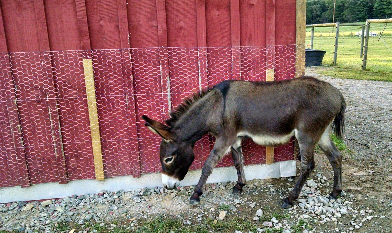 Our Tiny Farm in Western NC: Our mini-donkeys (Smile)