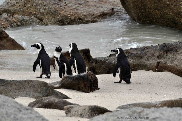 Mis imágenes de aves: Y SEGUIMOS CON EL PINGUINO DEL CABO