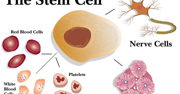 Stem Cell vs PRP Therapy: What's the Difference?