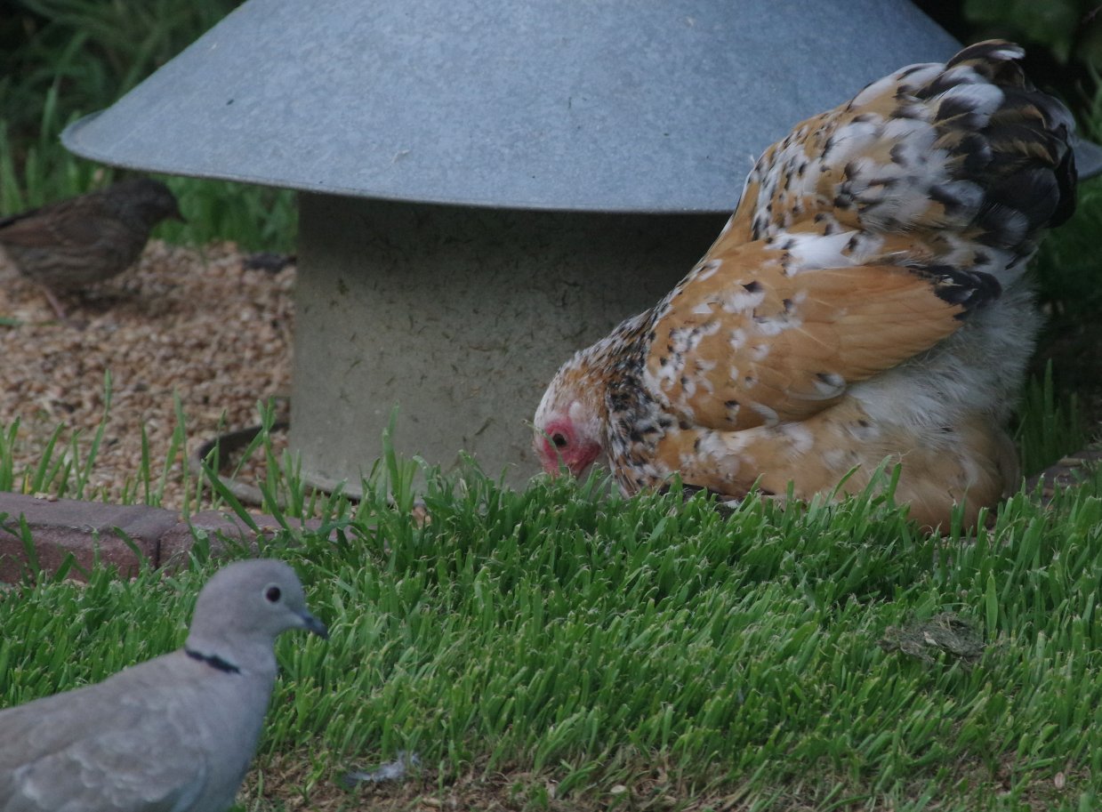 Birds of the Heath: Little lost chicken!