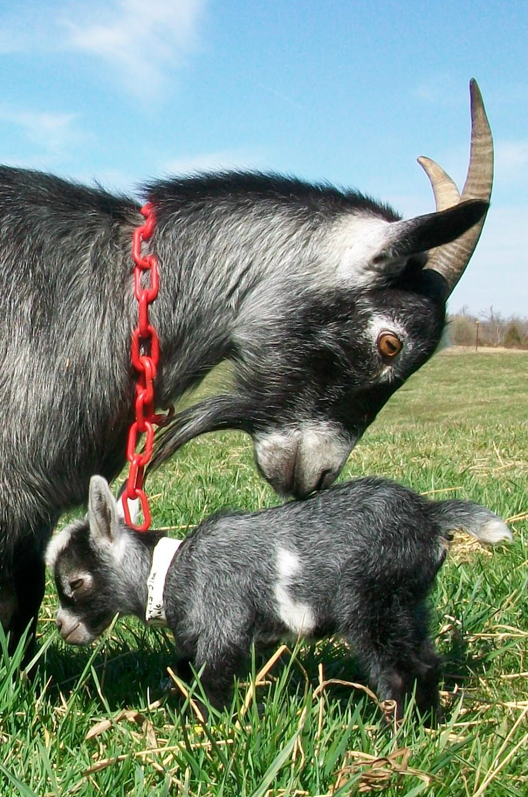 Goats Gone Grazing Acres: Goats, Goats, and More Goats