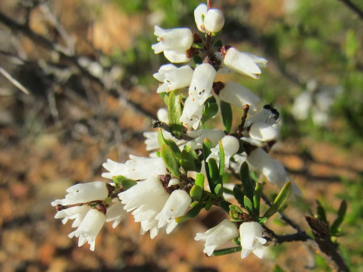 PhyloBotanist: Botany picture #111: Cryptandra amara