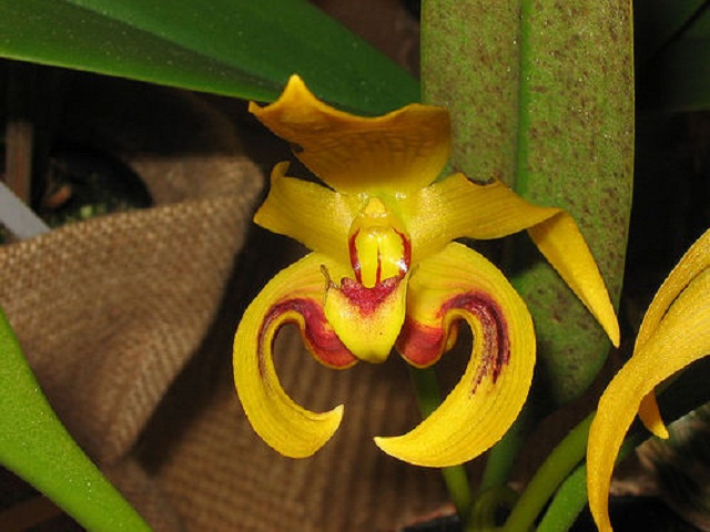 CENTRA ANGGREK: Bulbophyllum