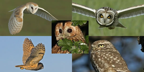 Birds and Their Habitats: Birds in Focus - Owls