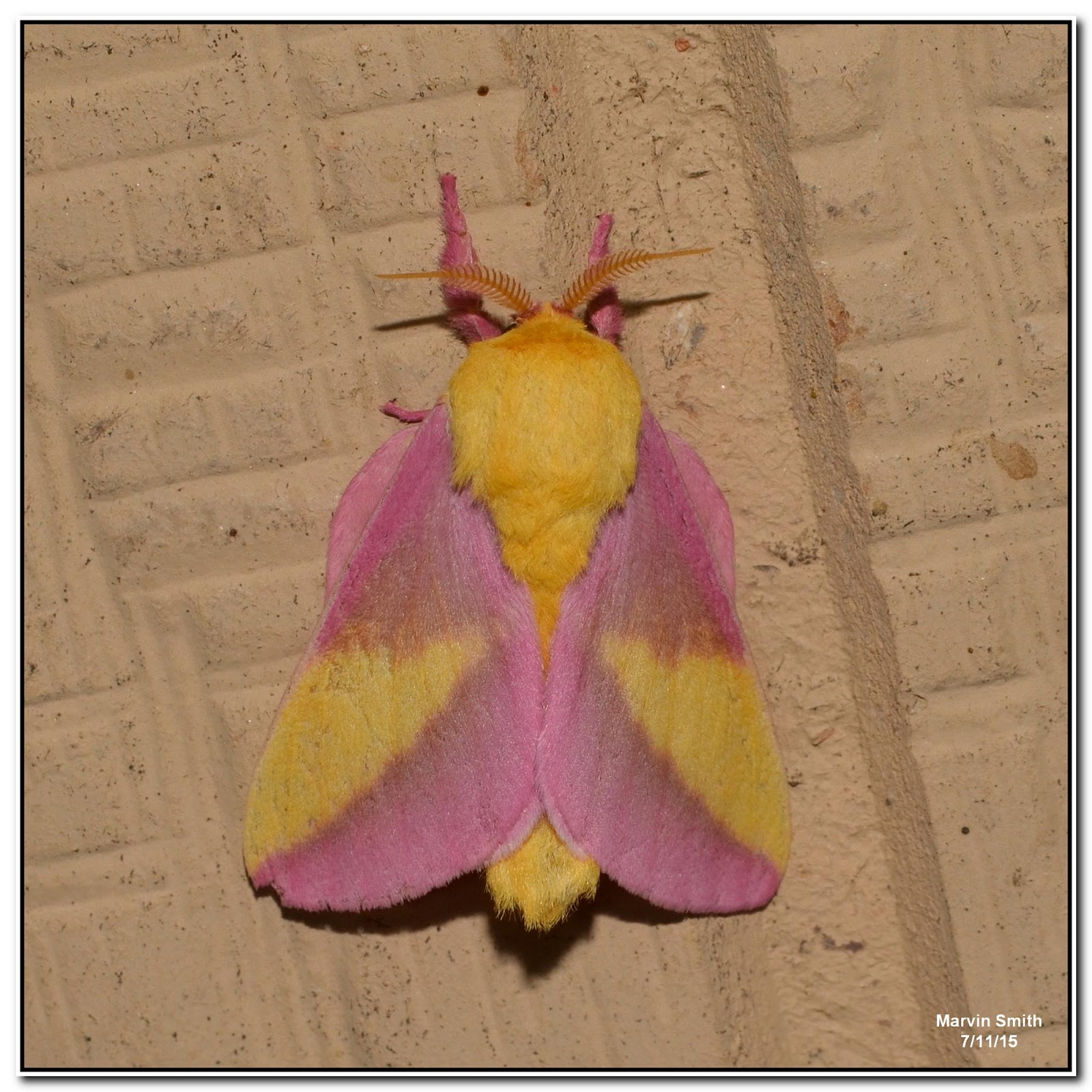 Nature in the Ozarks: Rosy Maple Moth (Dryocampa rubicunda - 7715)