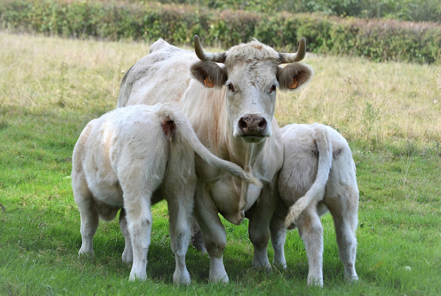 LES VACHES: Veaux- Vaches