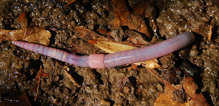 Cacing Merah (Pheretima sp.) - Shopping Online