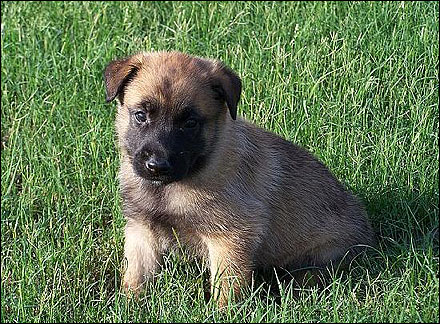 Cute Belgian Malinois Puppies Photos | Cute Puppy Images Pictures