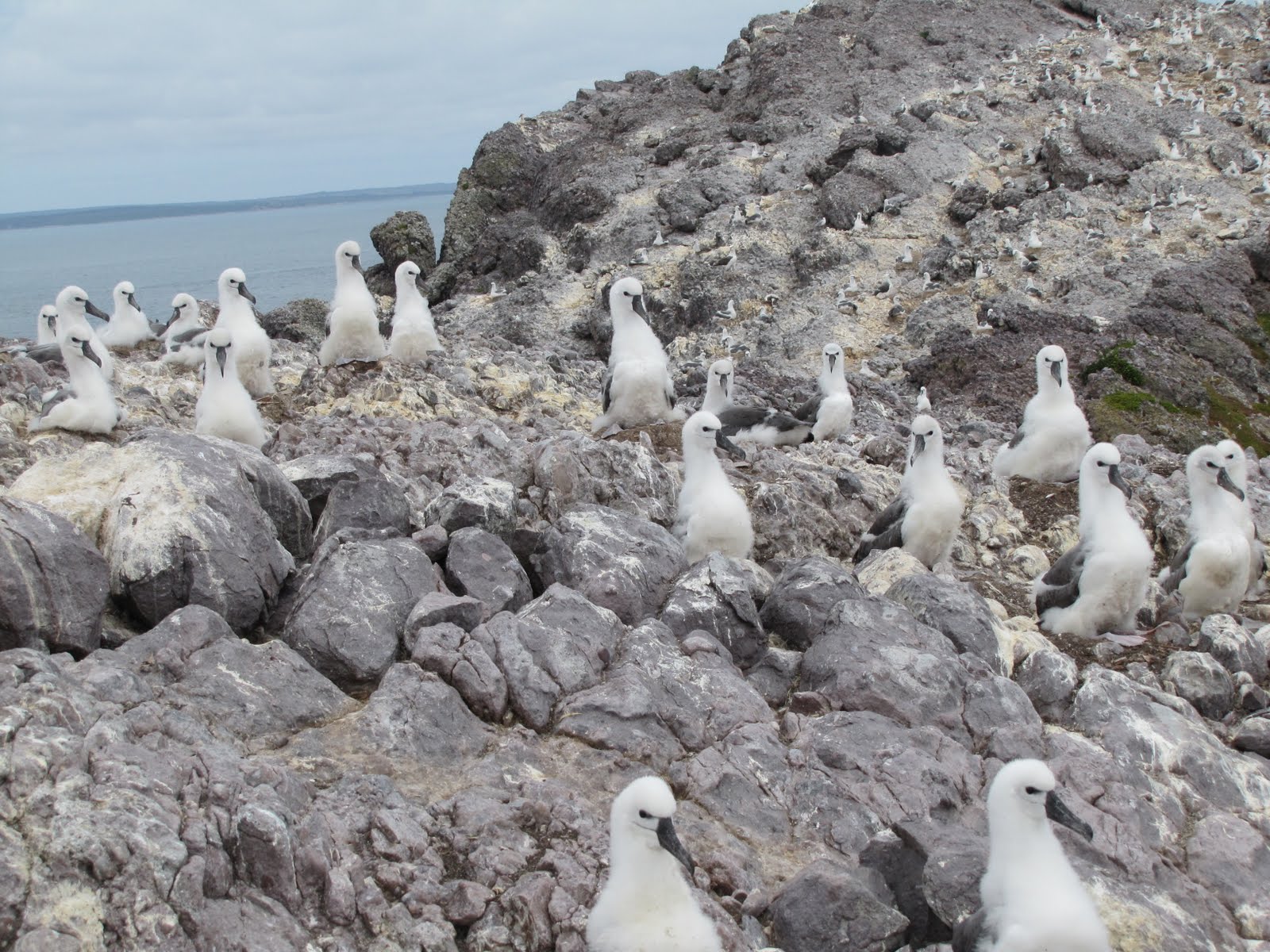 Escape to an Island: Trip to Albatross Island