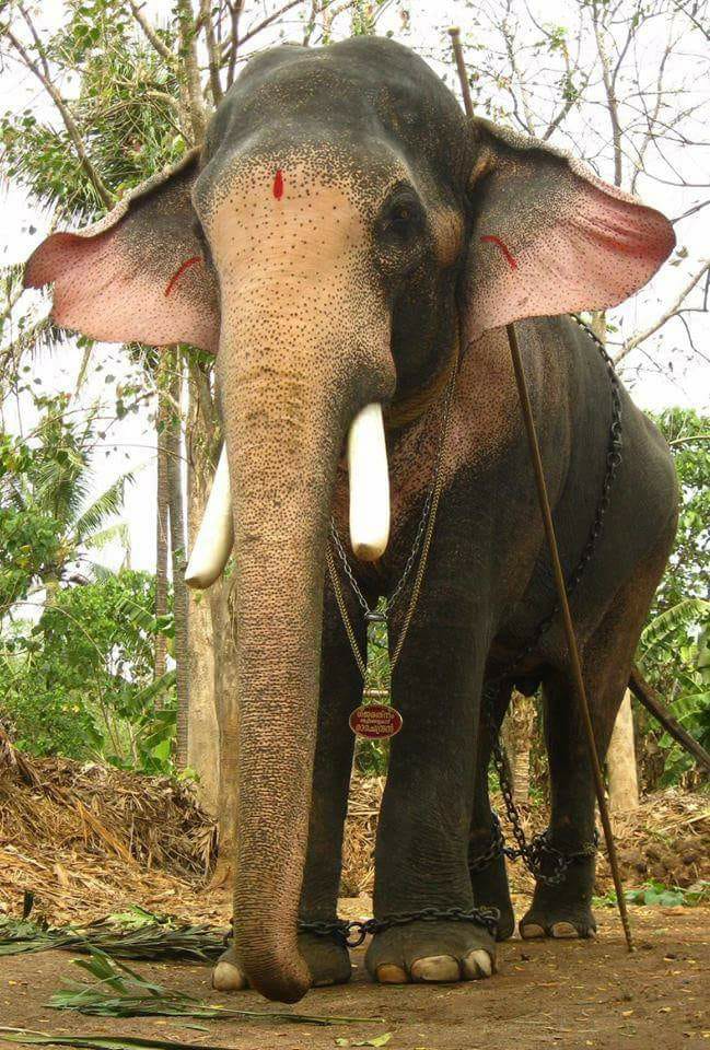 Kerala Elephants Images | Kerala elephants wallpapers HD | Kerala ...