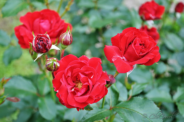 CoLoRes, SaBoRes, oLoRes...CoLoRs, TaSTeS, SmeLLS: roses/rosas