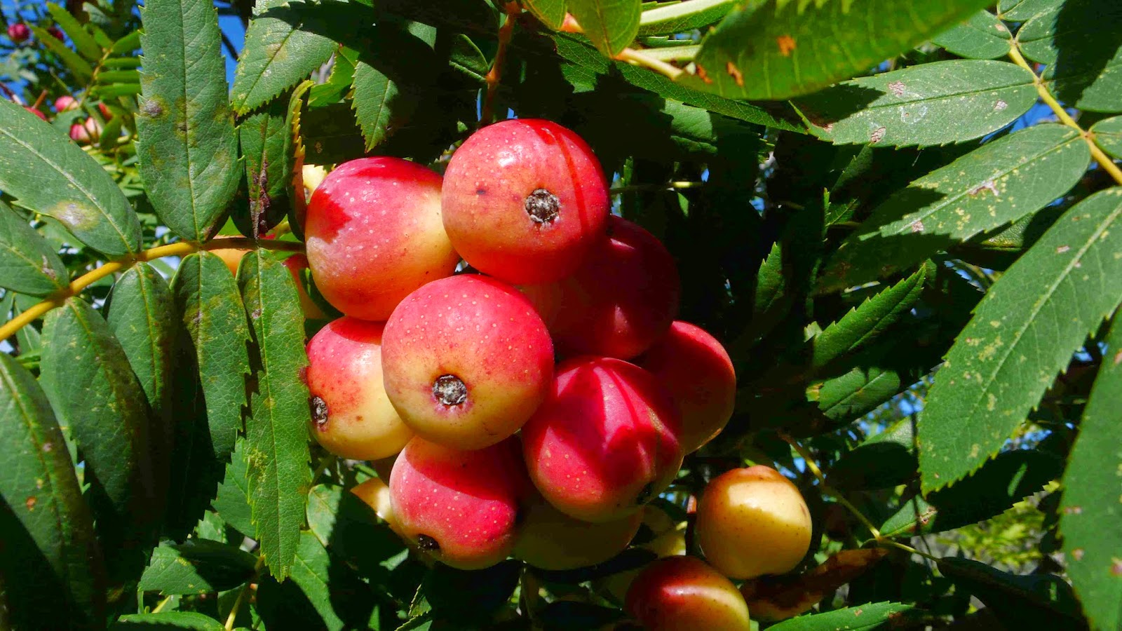 Campi di Teo - buoni propositi: sorbolino, il liquore di sorbe