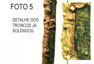 Técnico Agropecuária 2015 - IFTM: Tipos de Enxertia