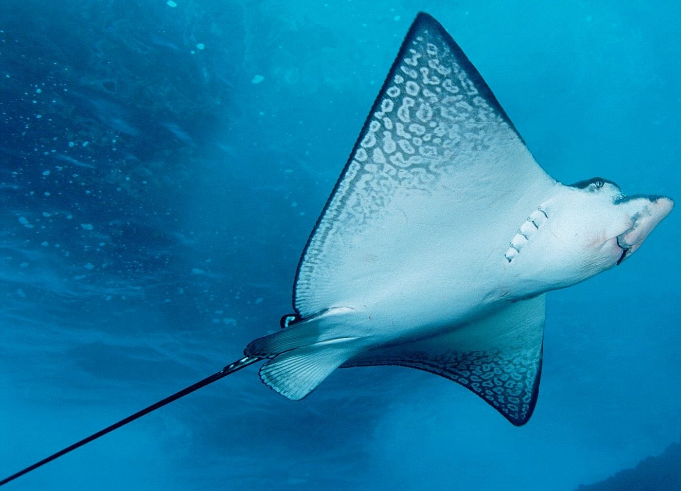 Fish and Shellfish: Rays: superorder of cartilaginous fish