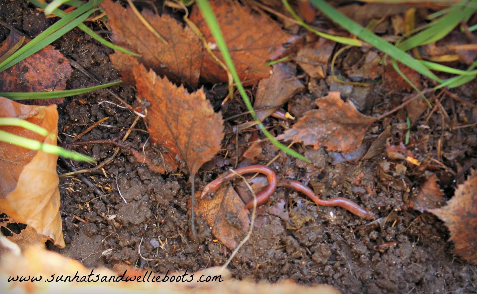 Sun Hats & Wellie Boots: Make Your Own Wormery with "Superworm ...