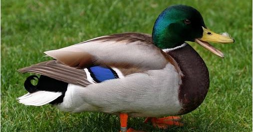 Jornal dos Bichos - Animal em Fatos, vídeos e fotos: O que significa um ...