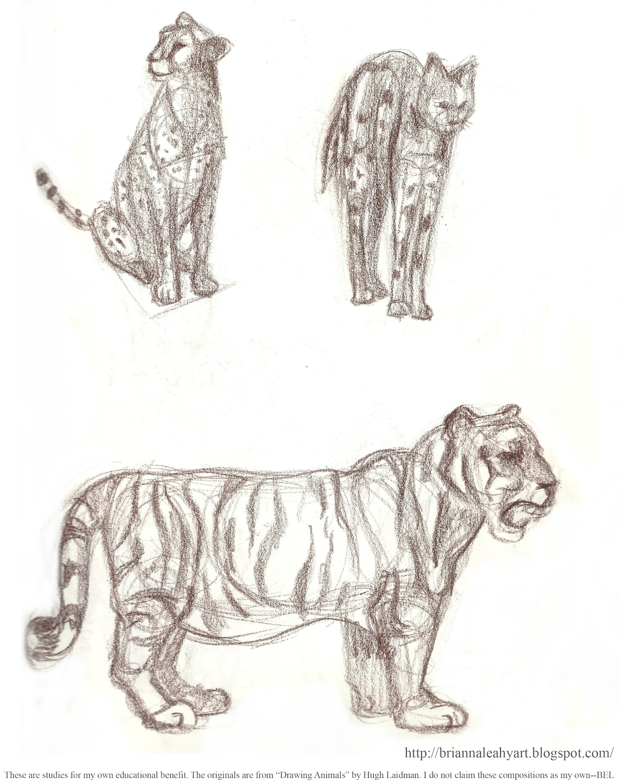 Art Adventures Blog: My Sketchbook Pages: Big Cat Studies