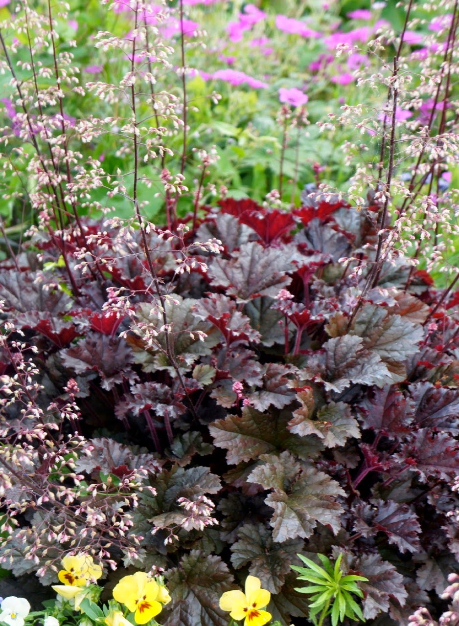 Hortiholičarke: Trajnice