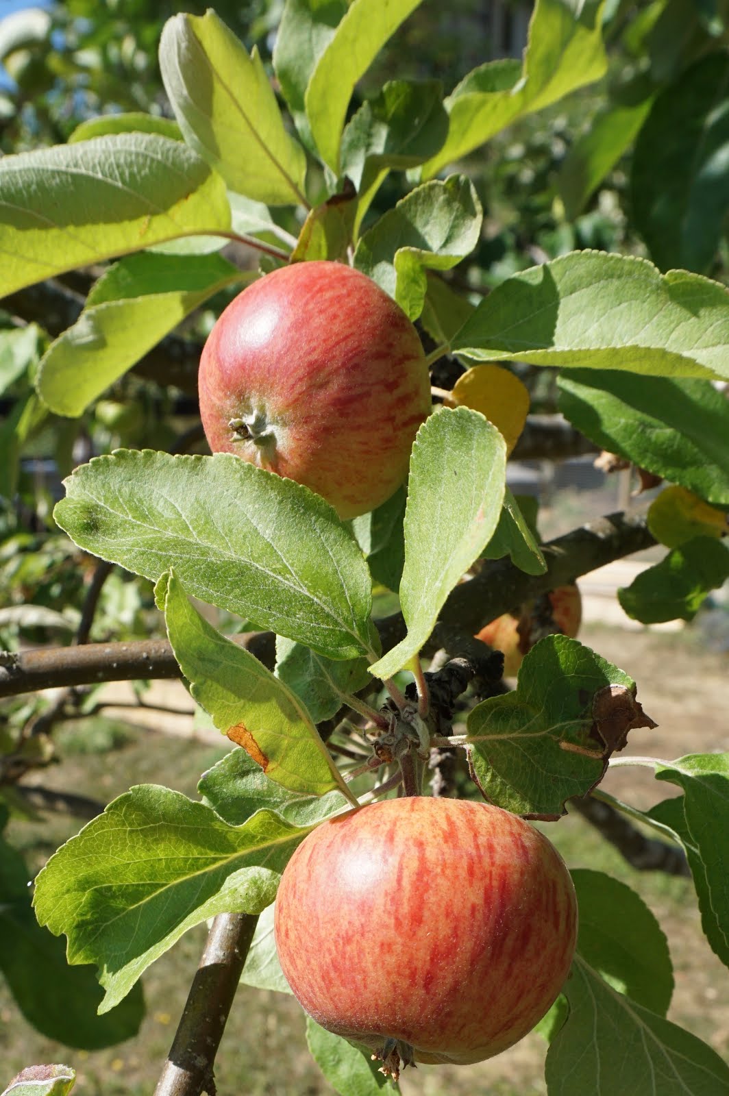Svenska äpplen: Sommaräpplet Pirja
