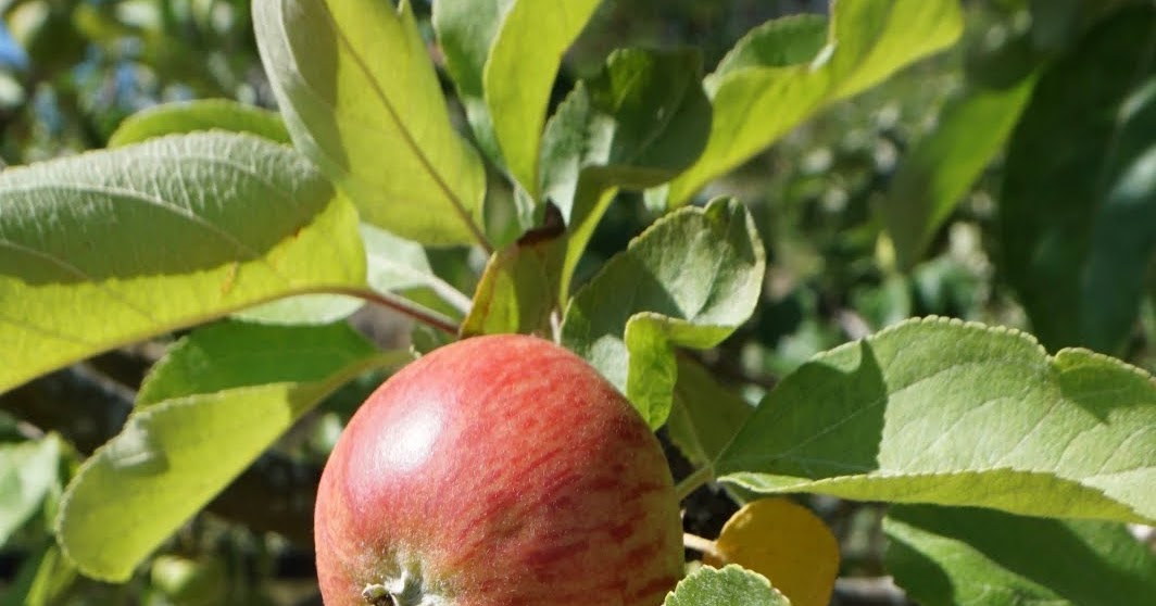 Svenska äpplen: Sommaräpplet Pirja