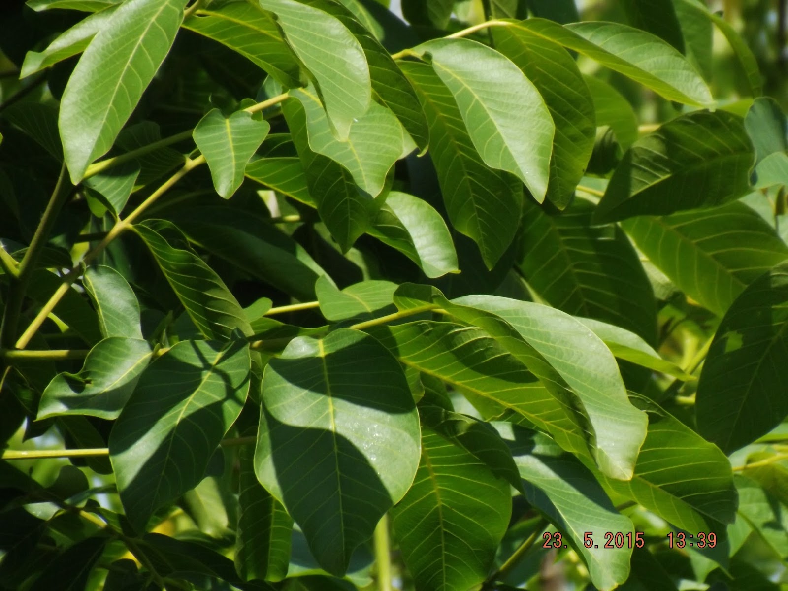 IUBESC NATURA: NUC-FRUNZE