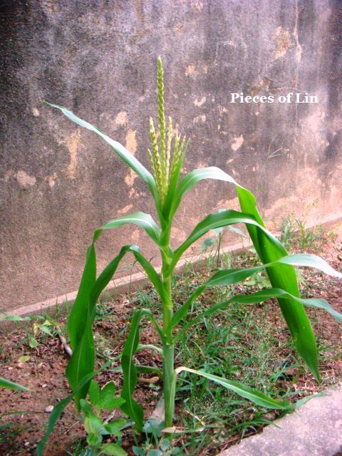 Pieces of Lin: Corn tree