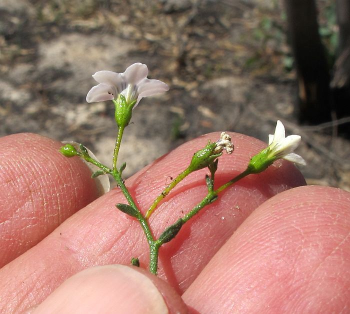 Esperance Wildflowers: Cyphanthera microphylla - Solanaceae