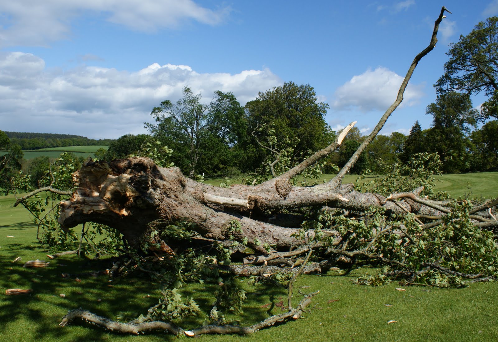 Tour Scotland: Tour Scotland Photographs Fallen Tree 24th May