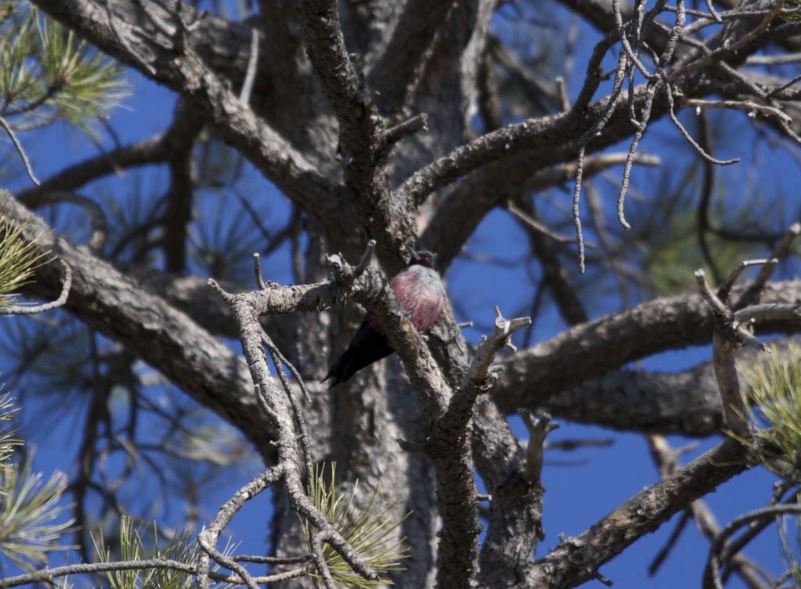 Birding Is Fun!: Saluting the Flag!