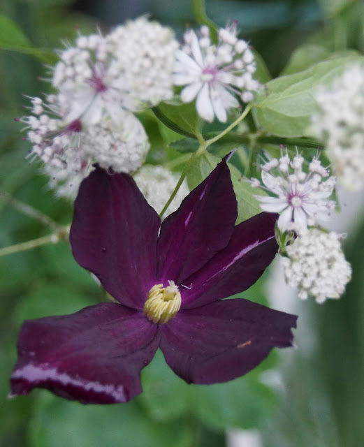 Villroses hage: Bruk av klematis