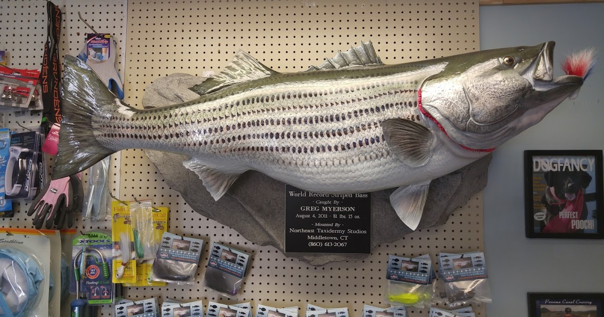 Pier 76 Marina Westbrooks First Marina: Want to see the world record ...